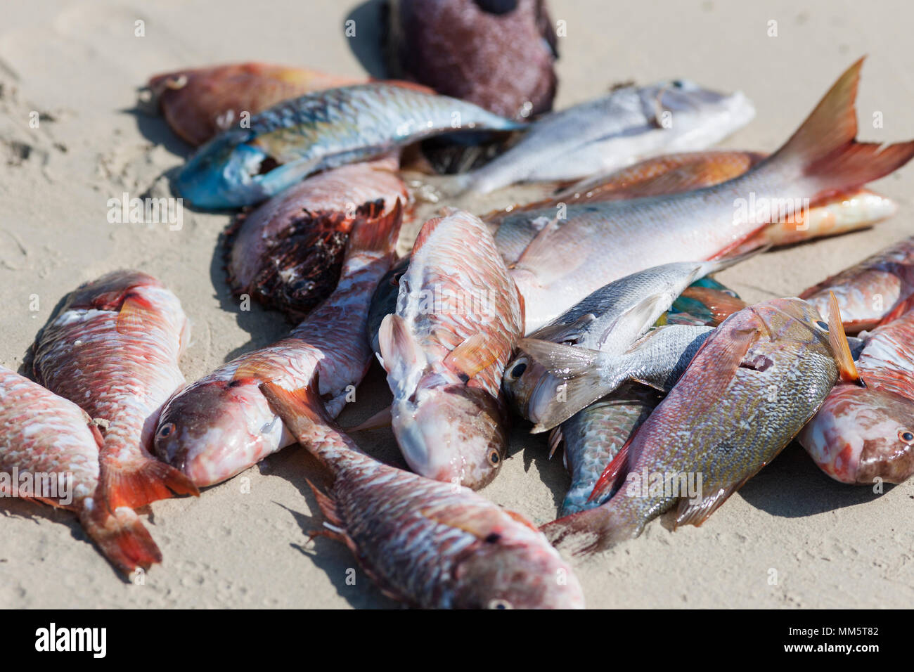 Dead fish beach hi-res stock photography and images - Alamy