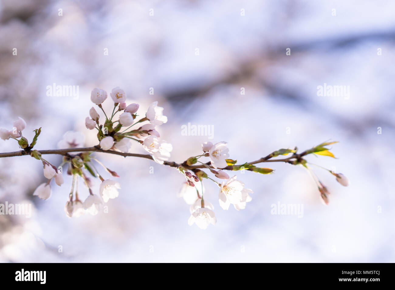 Japanese cherry blossom trees in the morning light. Spring sunrise in ...