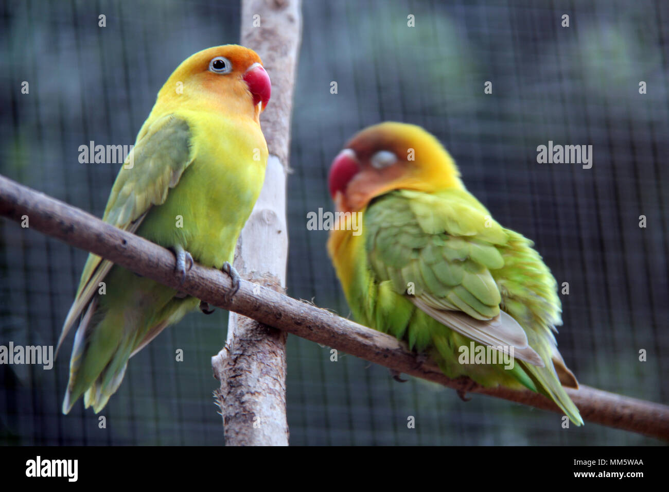 Agapornis in the wild hi-res stock photography and images - Alamy