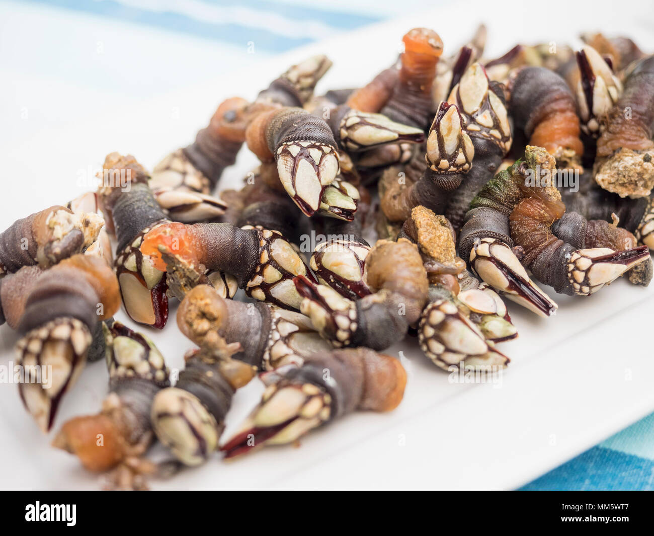 Gooseneck barnacle plate hi-res stock photography and images - Alamy