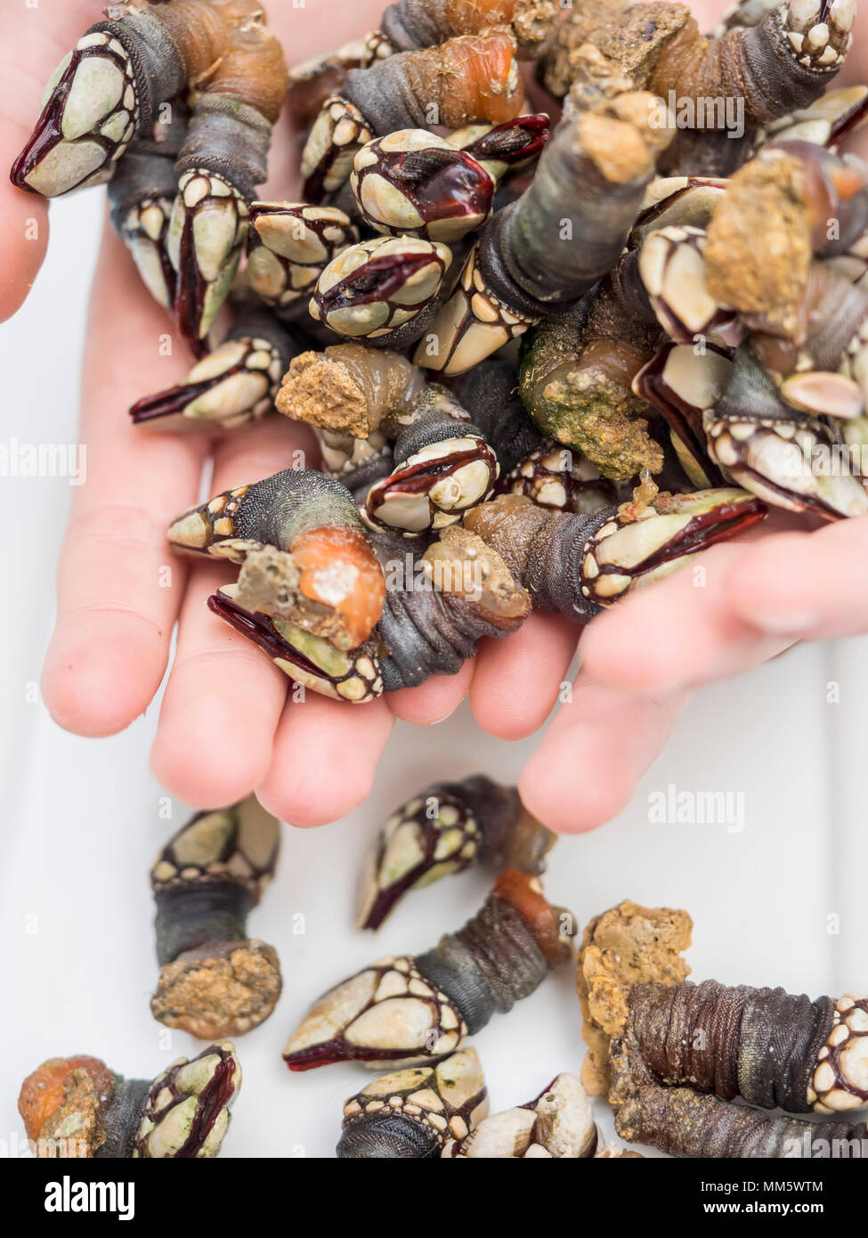 Barnacle seafood hi-res stock photography and images - Alamy