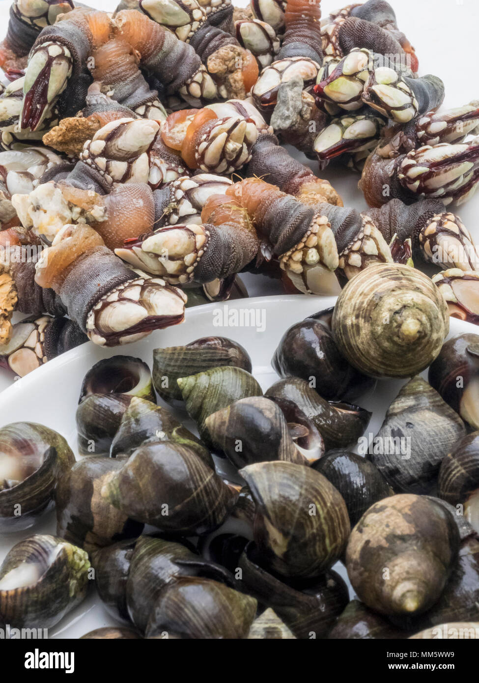 Close-up of fresh goose barnacles and common periwinkle Stock Photo - Alamy