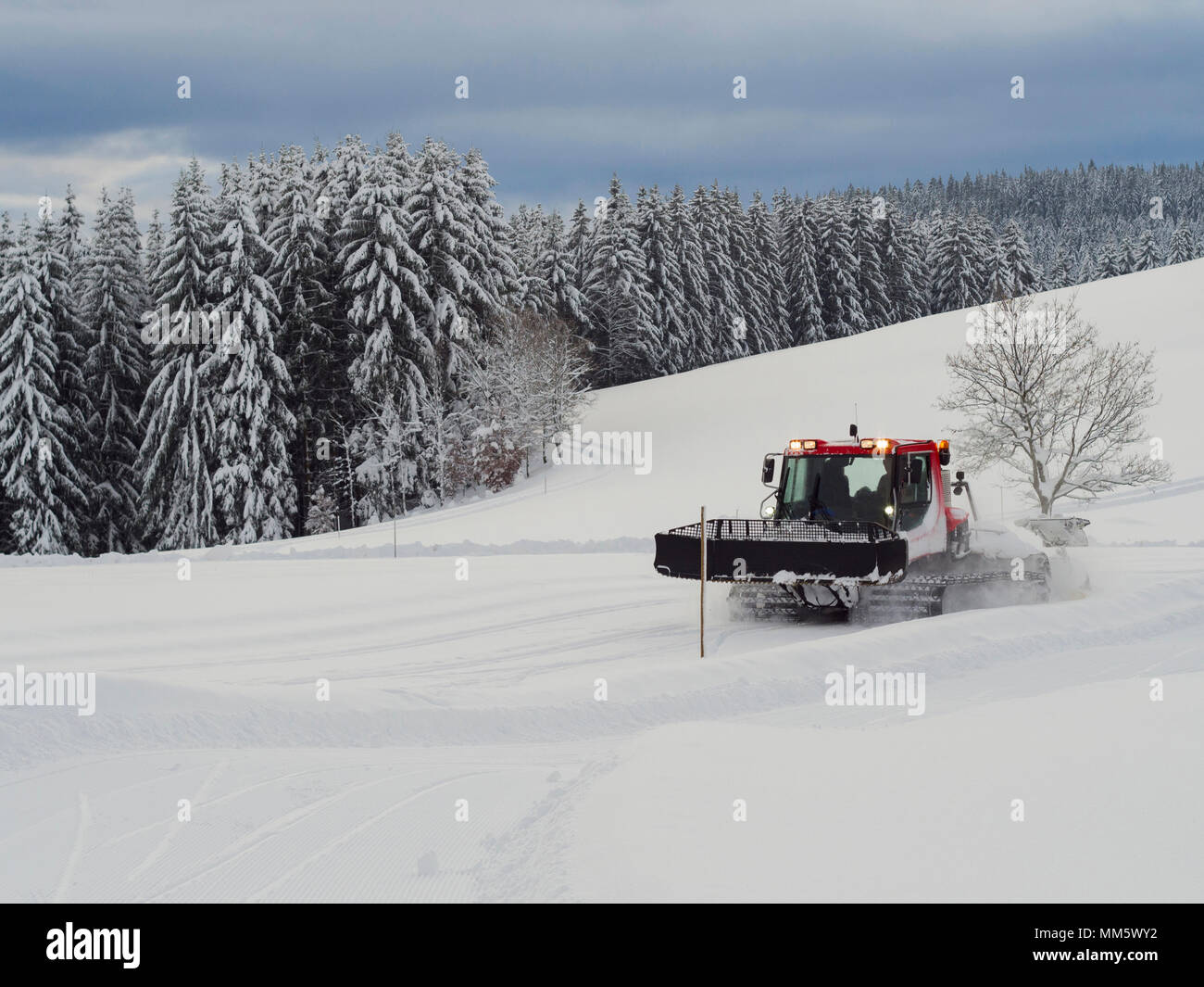 Track-setter preparing ski track Thurnerspur in the Black Forest near ...