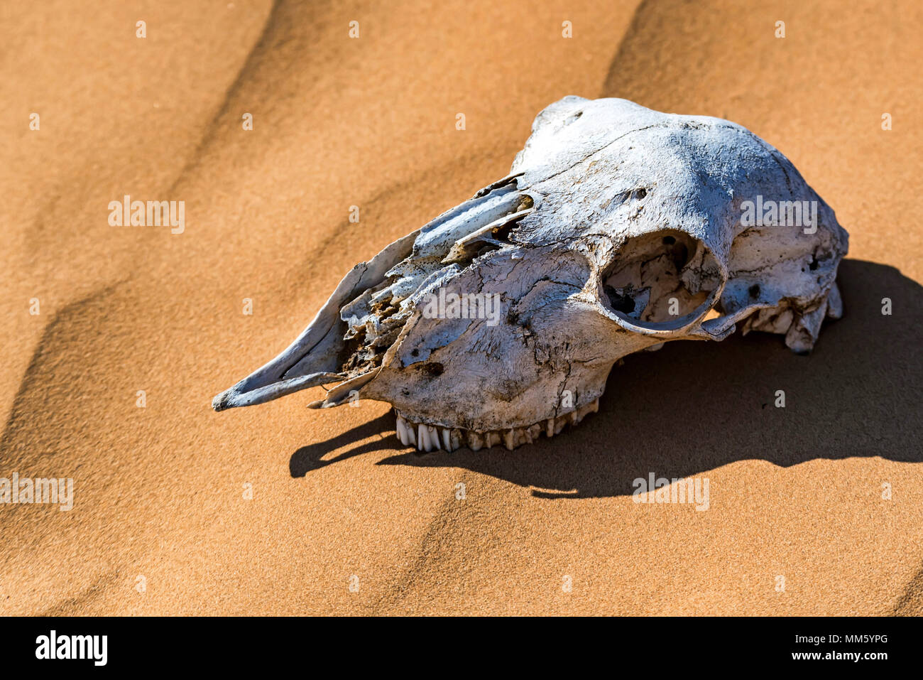 Sheep skull in sand close Stock Photo - Alamy
