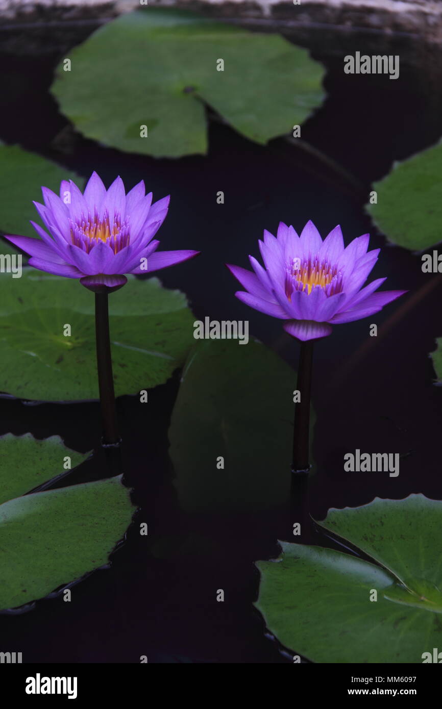 Water Lily in a pond Stock Photo - Alamy