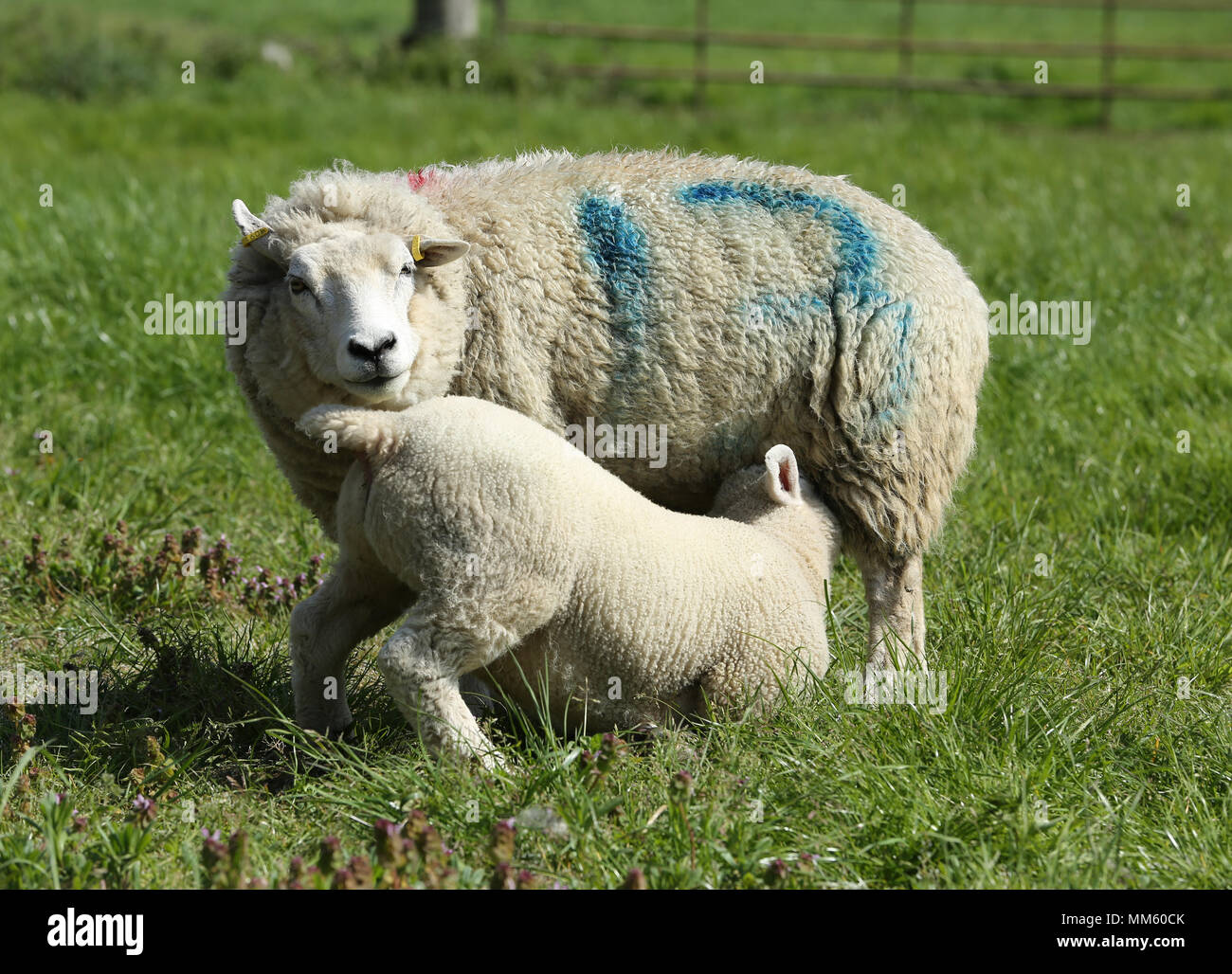 Ewe & Lamb Stock Photo - Alamy