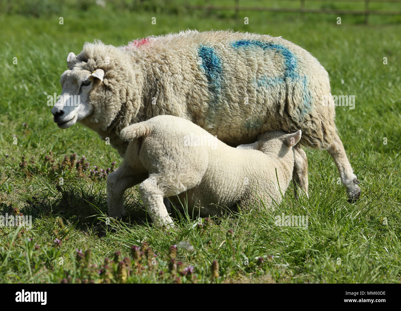 Ewe & Lamb Stock Photo - Alamy