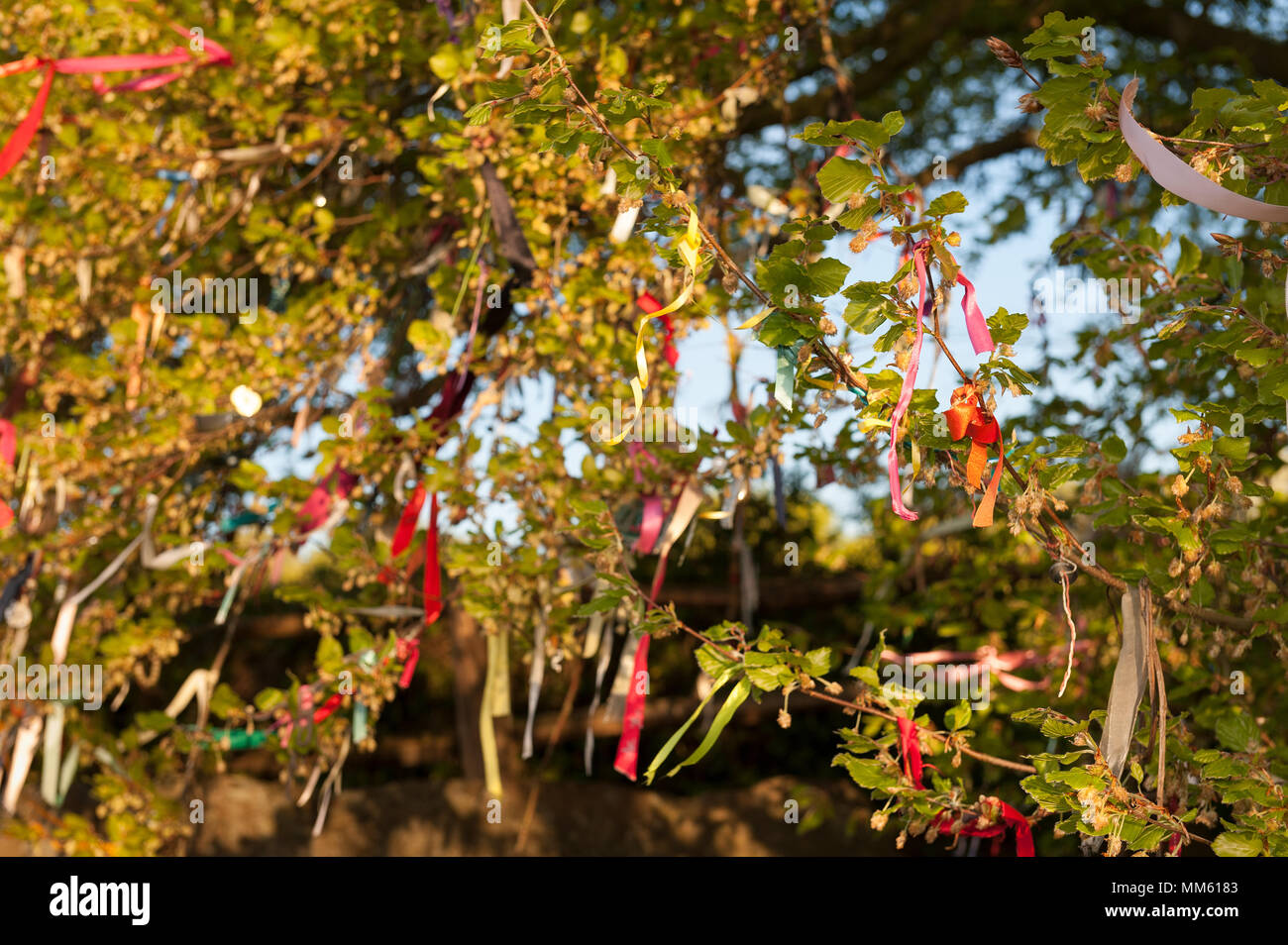 First dawn sunshine on May day contrasting and showing up ribbons and ...
