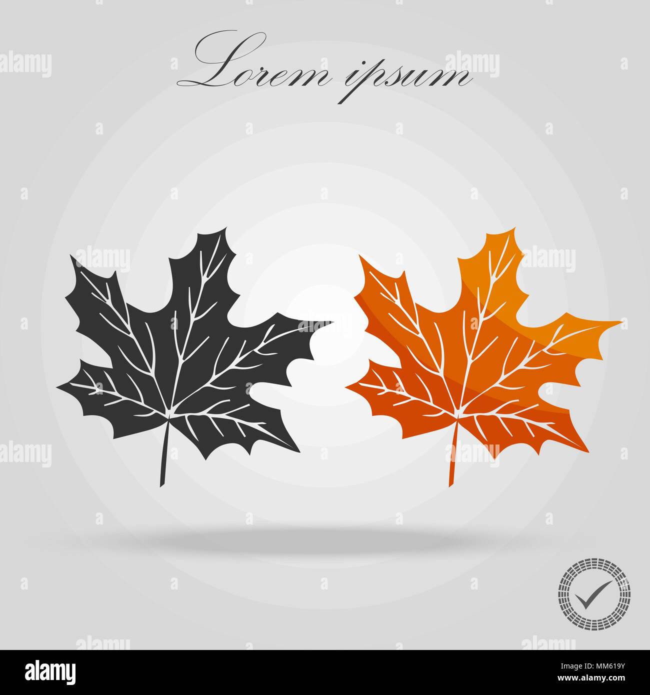 Two beautiful maple leaves Stock Vector Images - Alamy