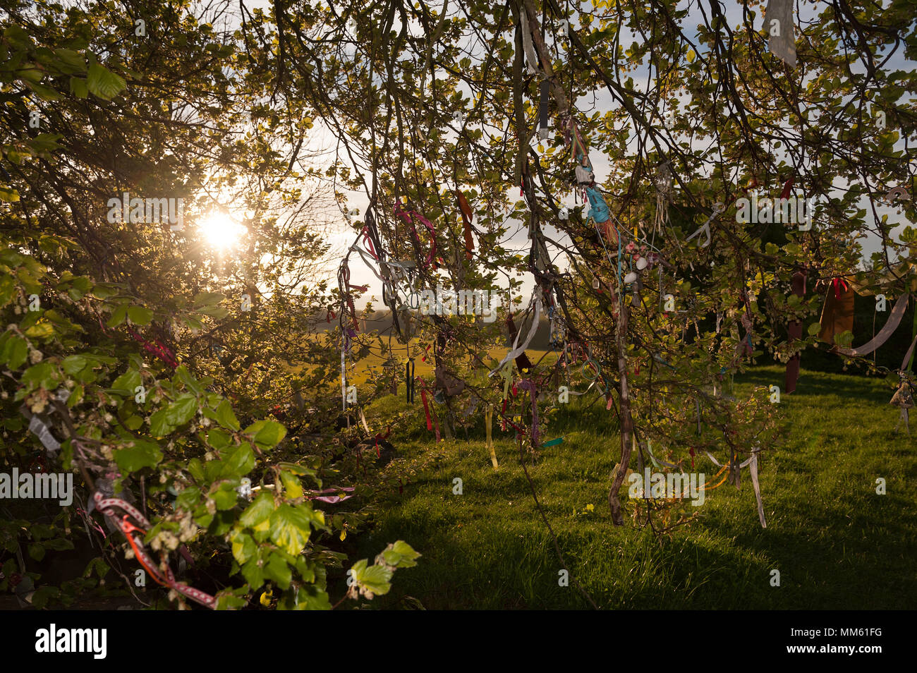 First dawn sunshine on May day contrasting and showing up ribbons and ...