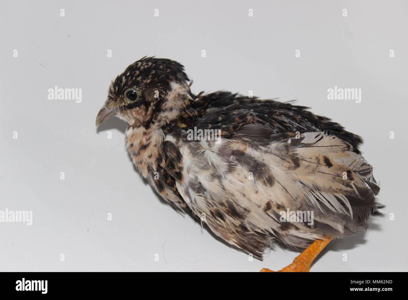 Button Quail Cute