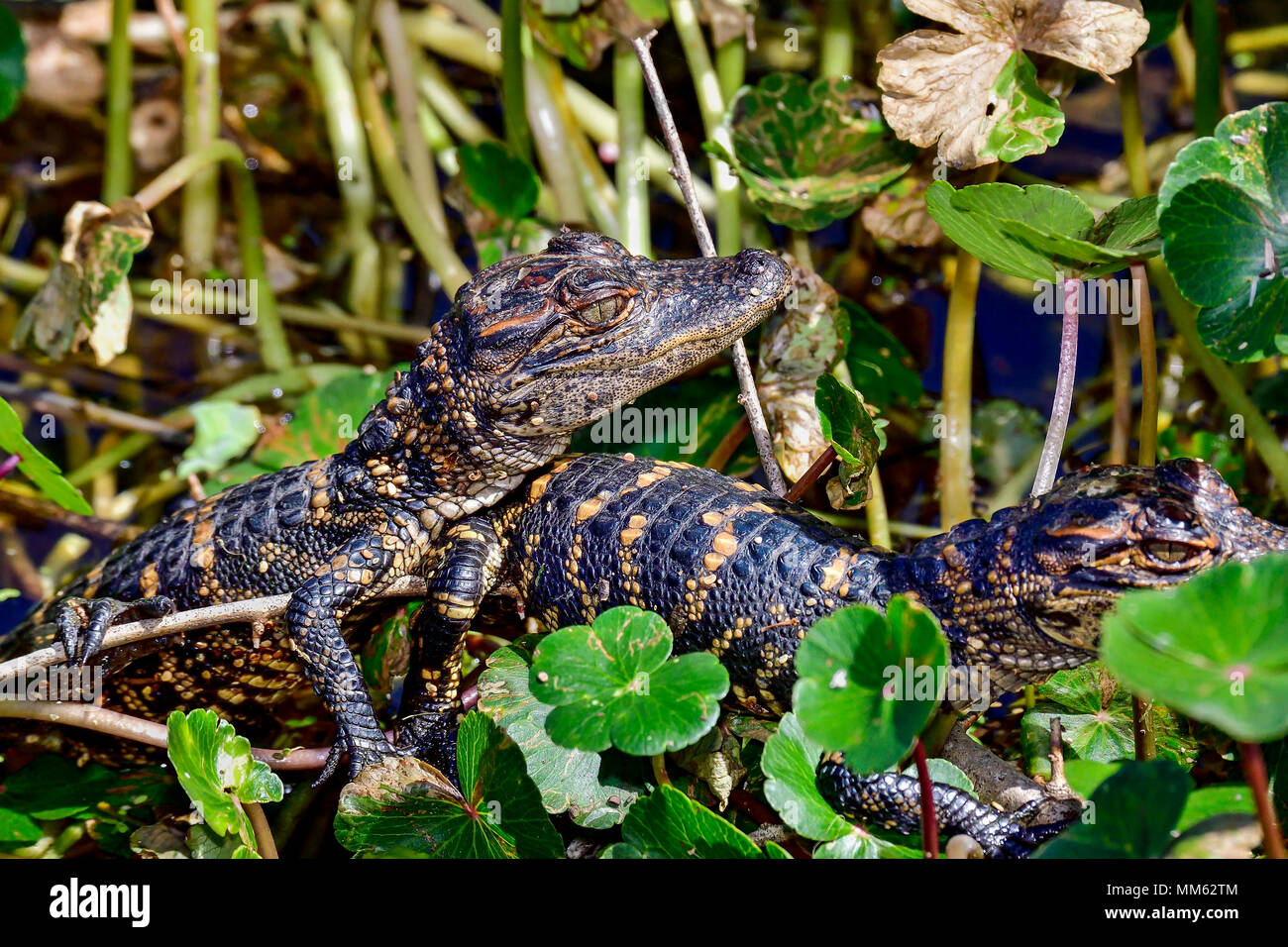 Juvenile alligator hi-res stock photography and images - Alamy