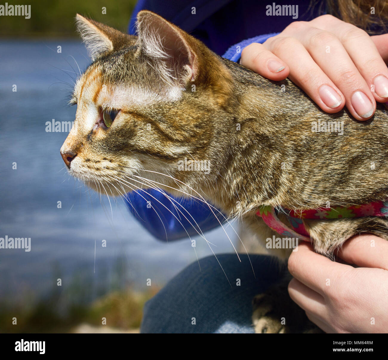 Give cat in good hands, hands caress mongrel cat Stock Photo - Alamy