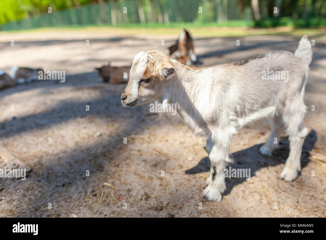 Goat stands hi-res stock photography and images - Alamy