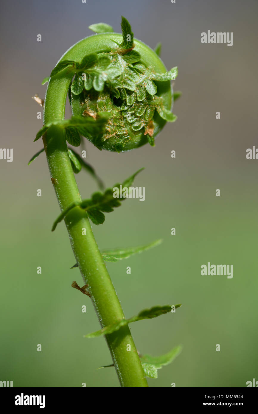 Uncurl hi-res stock photography and images - Alamy