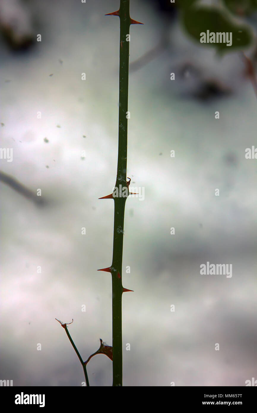 Lash of bushes. Black Berry in subtropical deciduous forest in winter ...