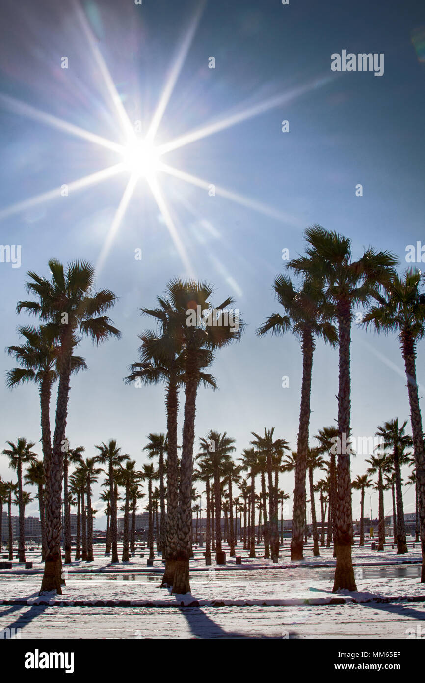 Decorative palm grove in resort city by sea, pleasure travel, coastal ...