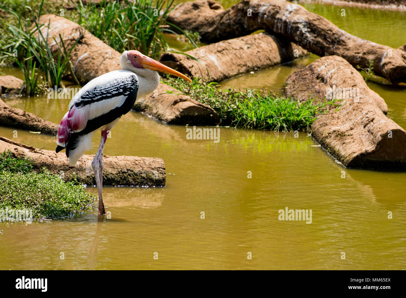 a white painted storks bird walking on zoo close view looking awesome ...