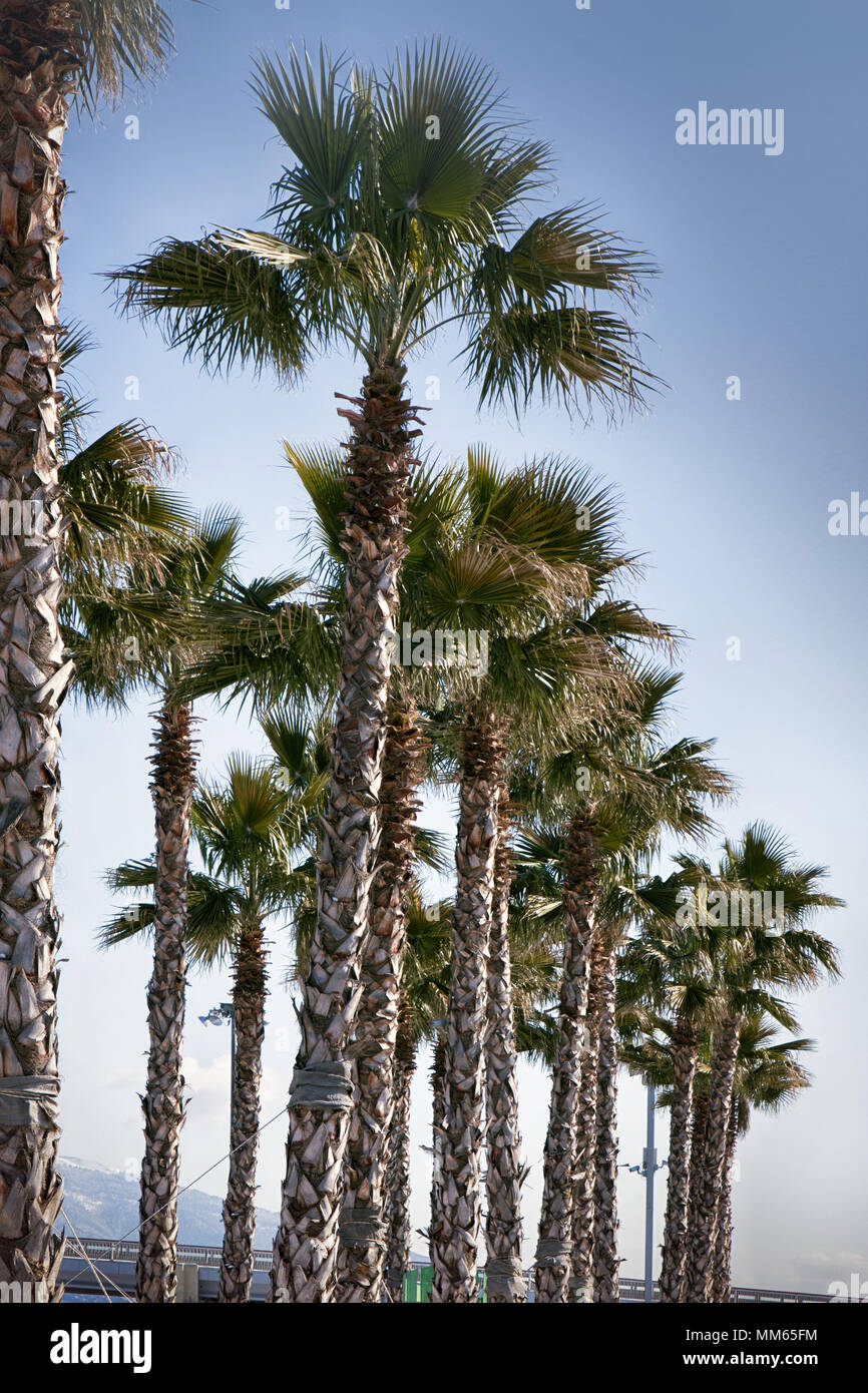 Decorative palm grove in resort city by sea, pleasure travel, coastal ...