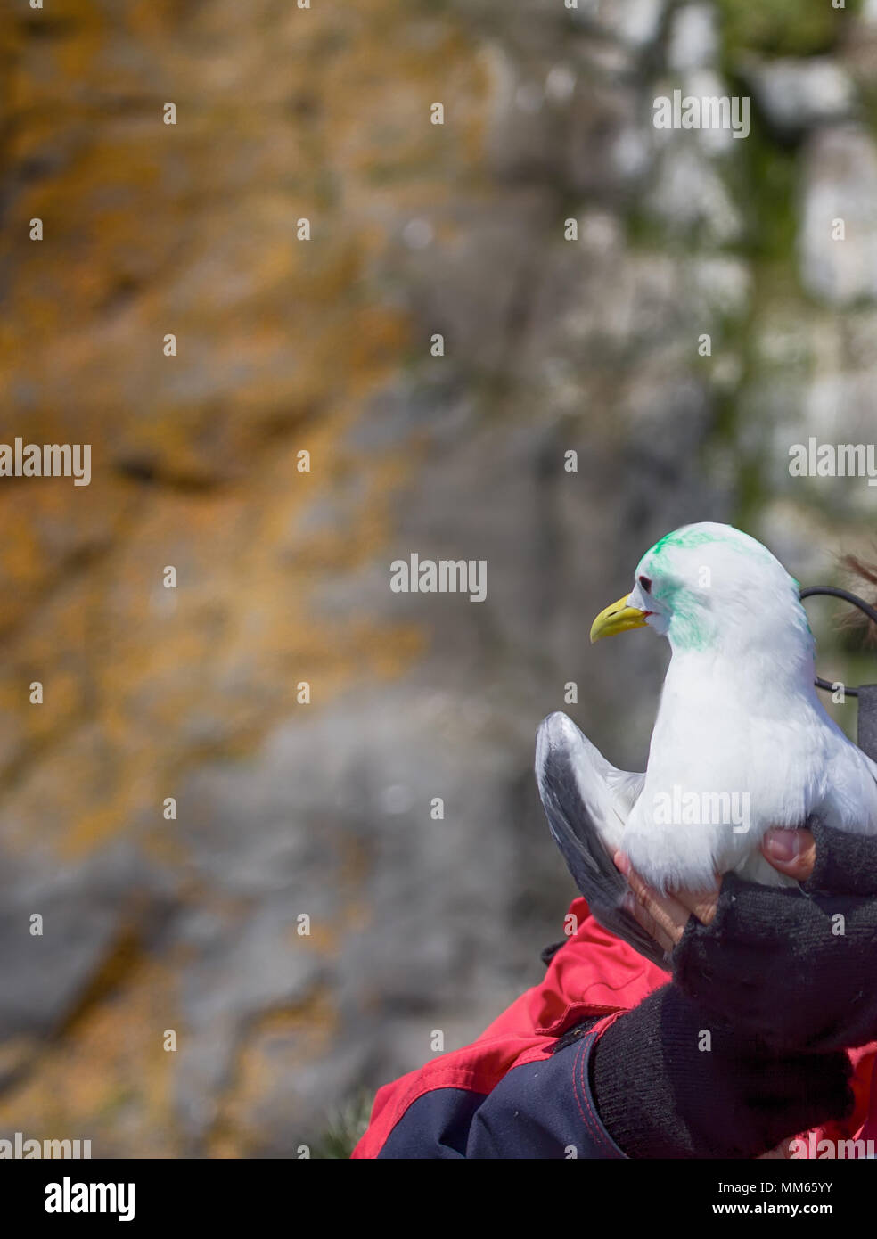 Science, field research. Seagull (Kittiwake, tarrock, Rissa tridactyla ...
