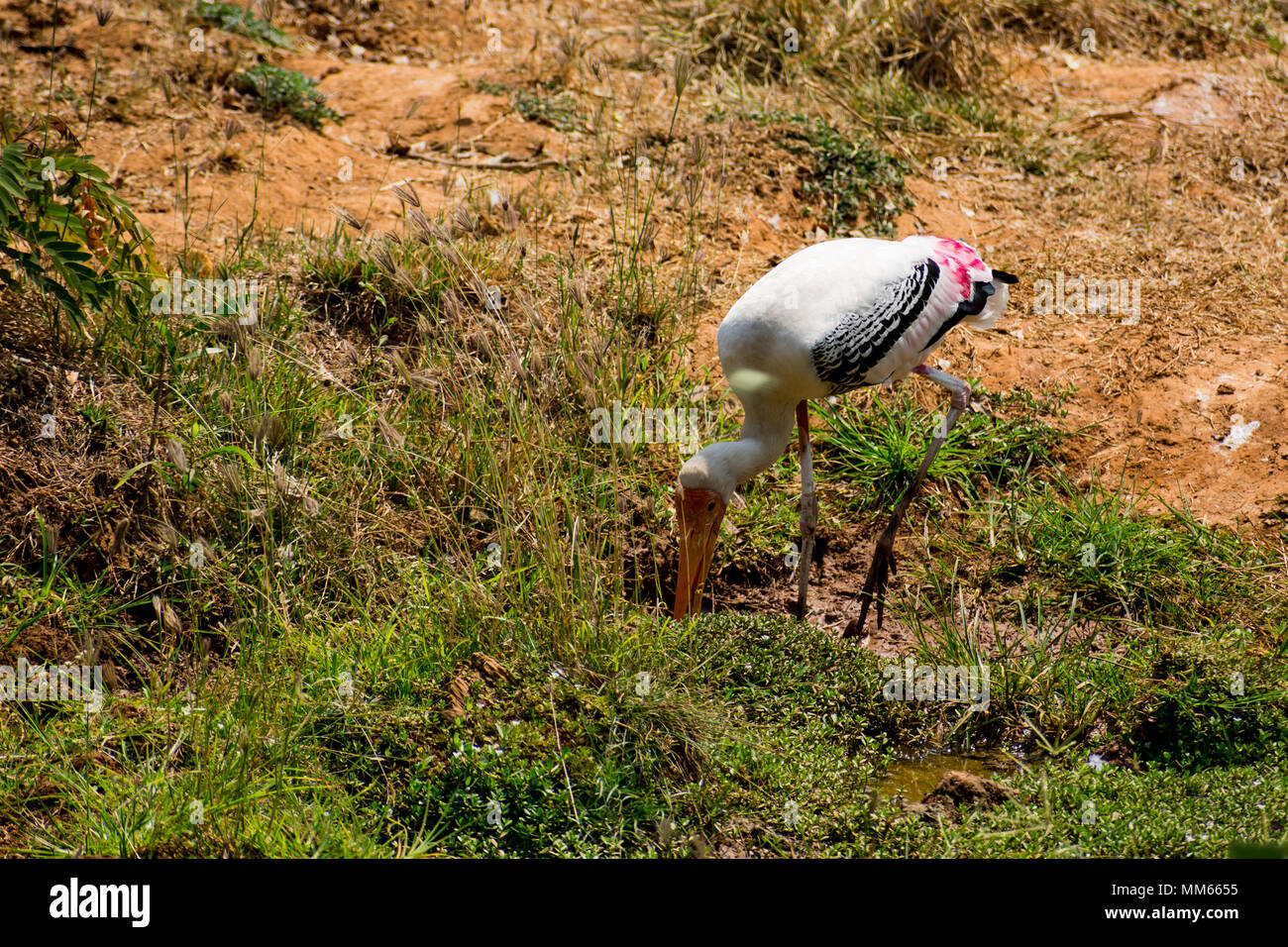 a white painted storks bird walking on zoo close view looking awesome ...