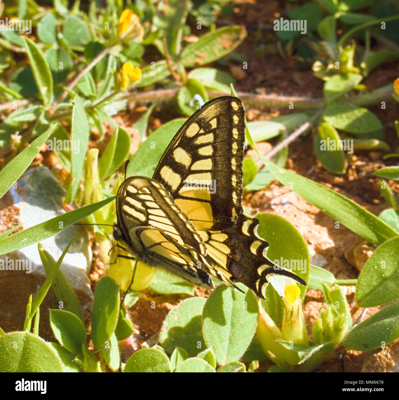 Swallowtail Papilio machaon - one of rare but widespread butterflies ...