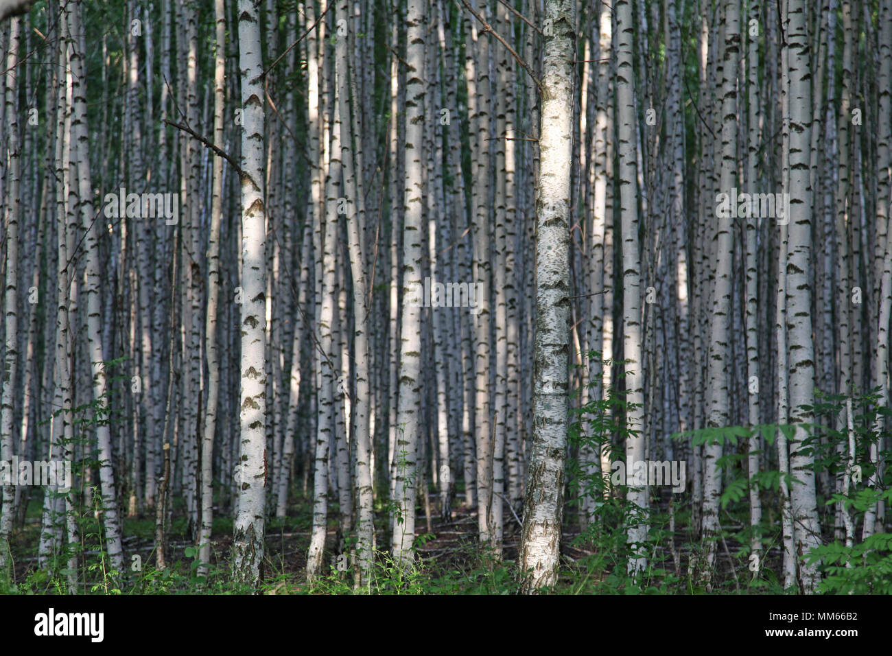 Russian birches hi-res stock photography and images - Alamy