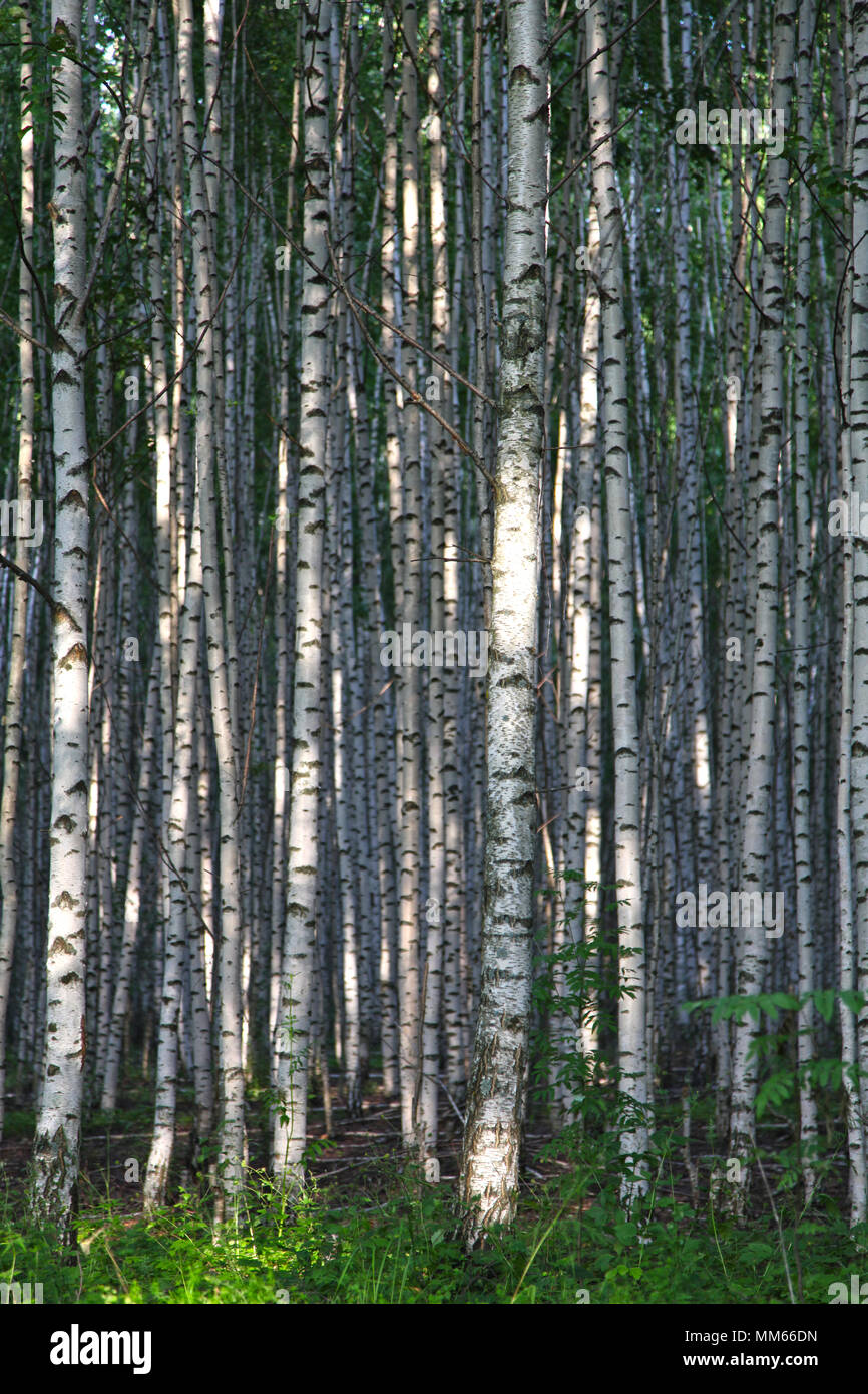 russian birches in forest Stock Photo - Alamy