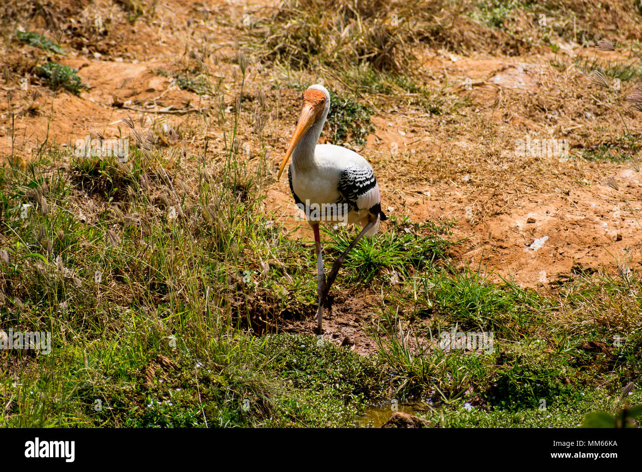 a white painted storks bird walking on zoo close view looking awesome ...