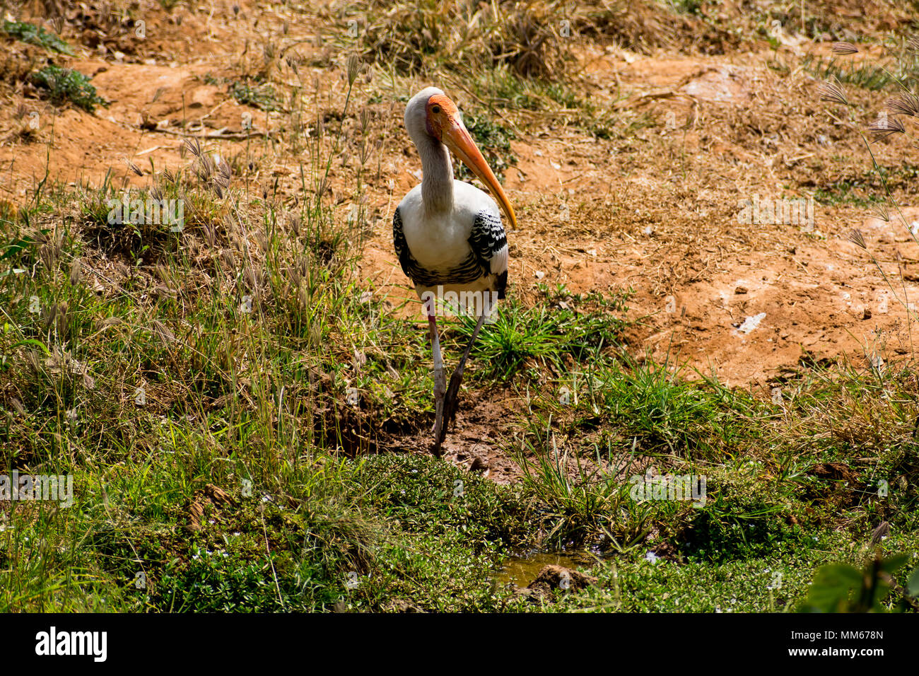 a white painted storks bird walking on zoo close view looking awesome ...