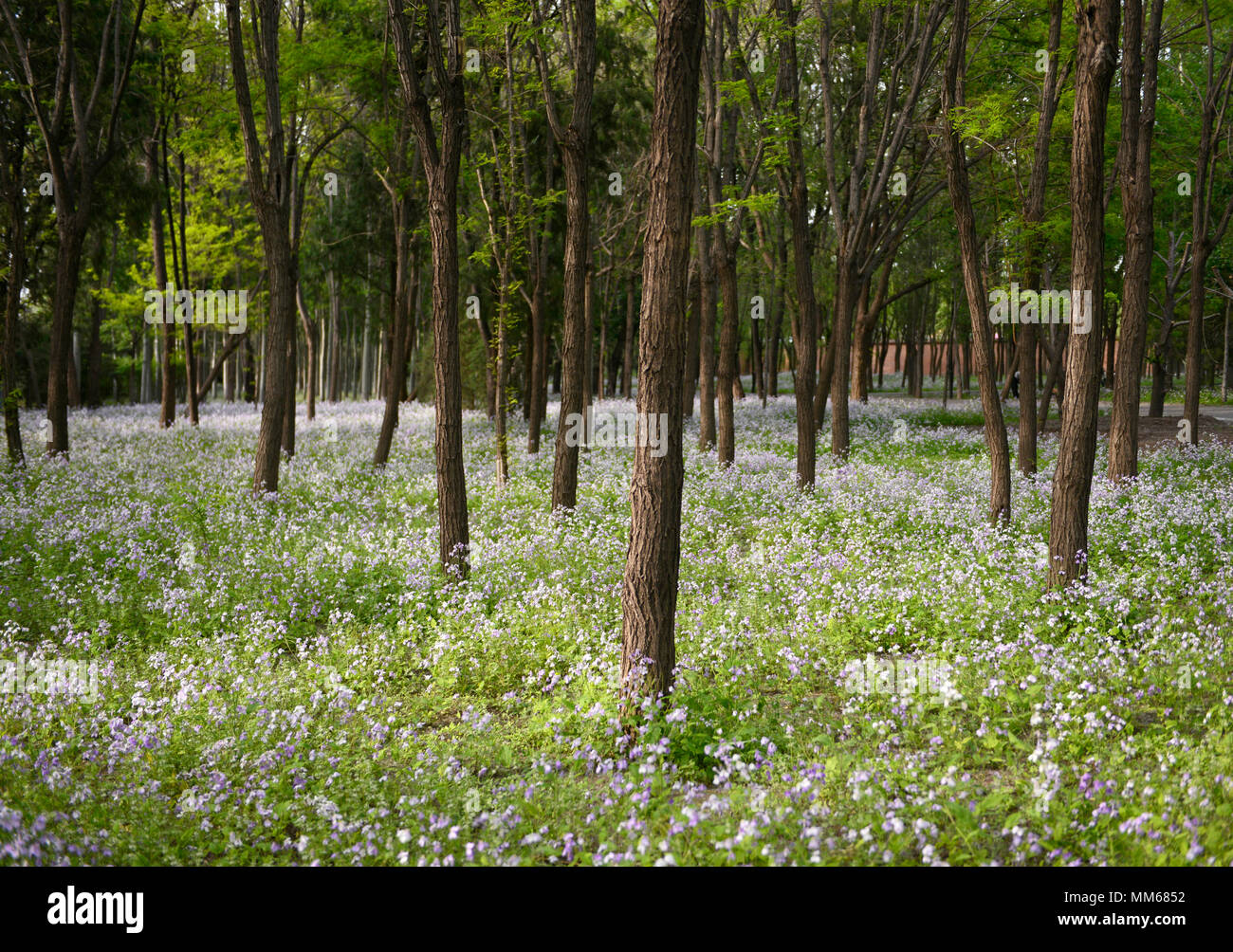 Beijing forest hi-res stock photography and images - Alamy