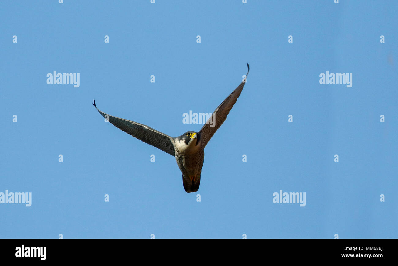 Beak peregrine falcon open wings hi-res stock photography and images ...