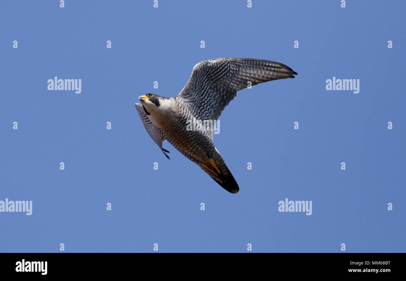 Beak peregrine falcon open wings hi-res stock photography and images ...