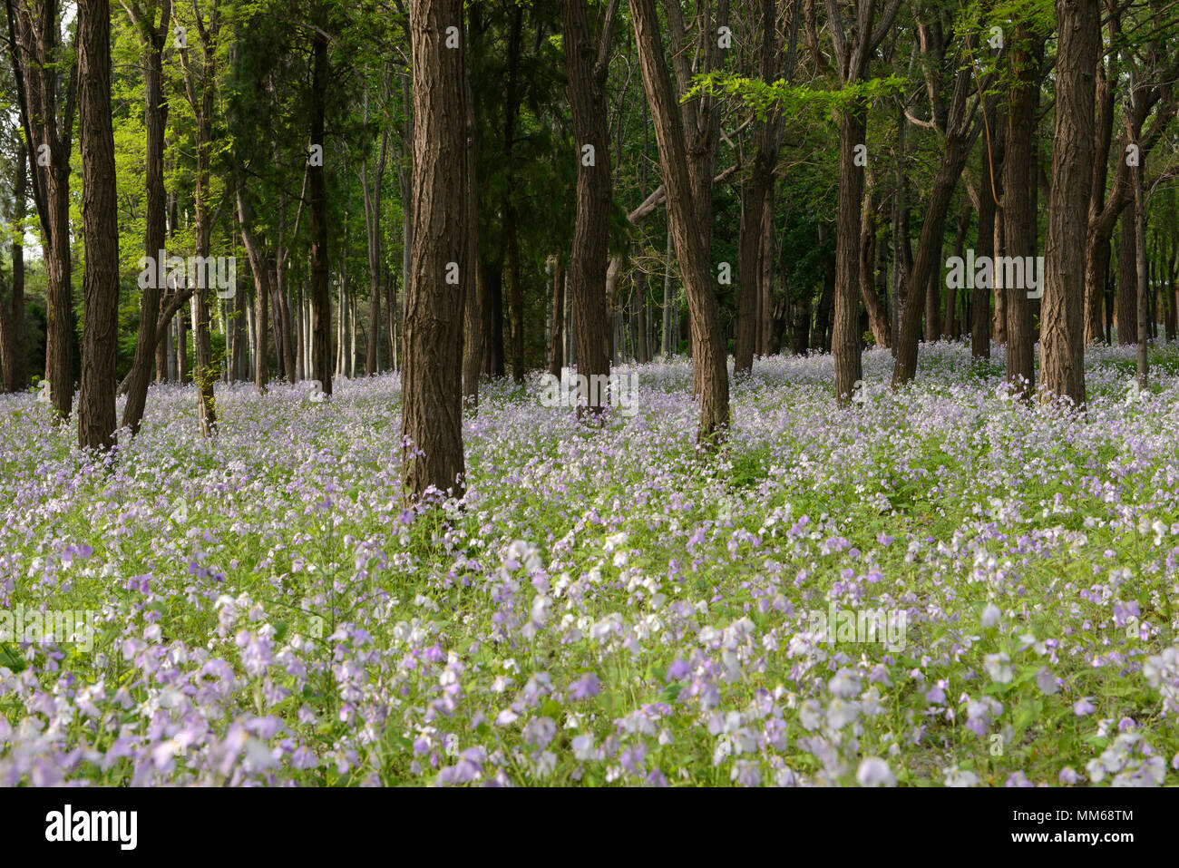 Small forest of trees with a ground level layer of flowering weeds in ...