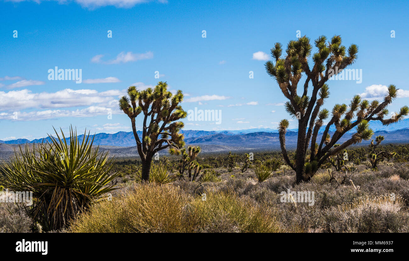 joshua trees mojave desert Stock Photo - Alamy