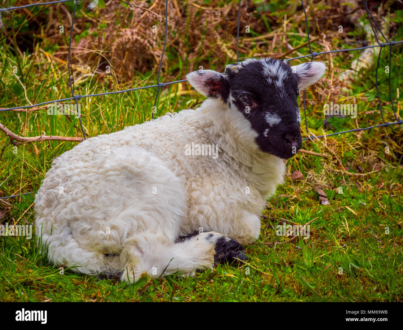 Small lamb in Ireland Stock Photo - Alamy
