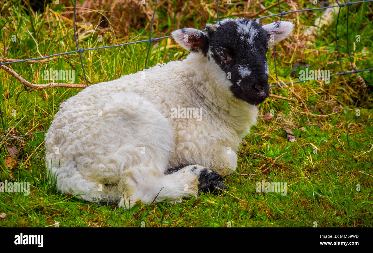 Small lamb in Ireland Stock Photo - Alamy