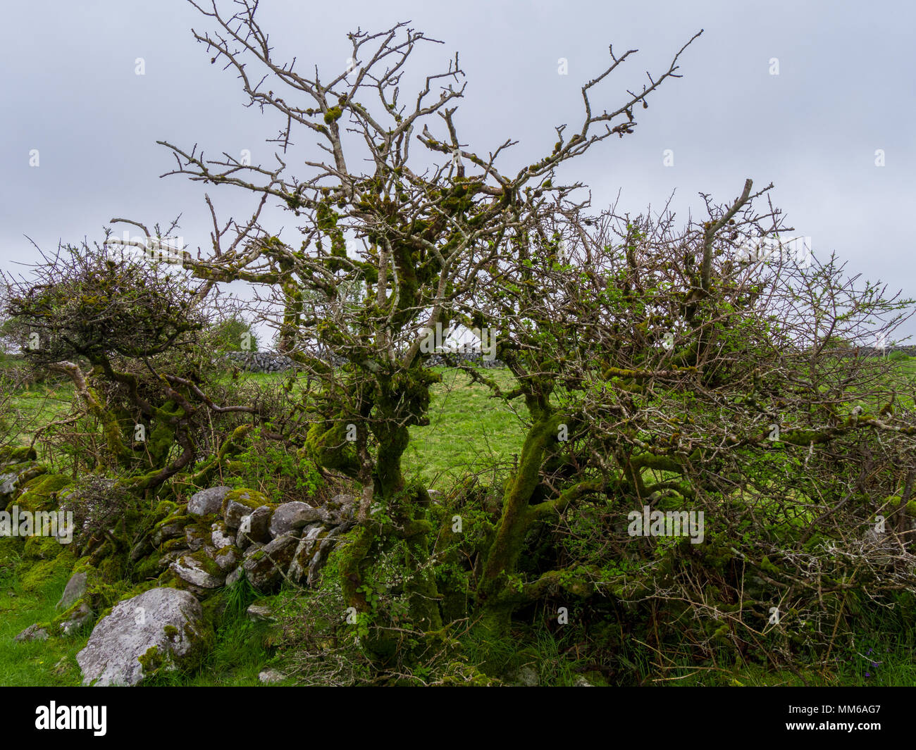 Wild trees in the Irish landscape Stock Photo - Alamy