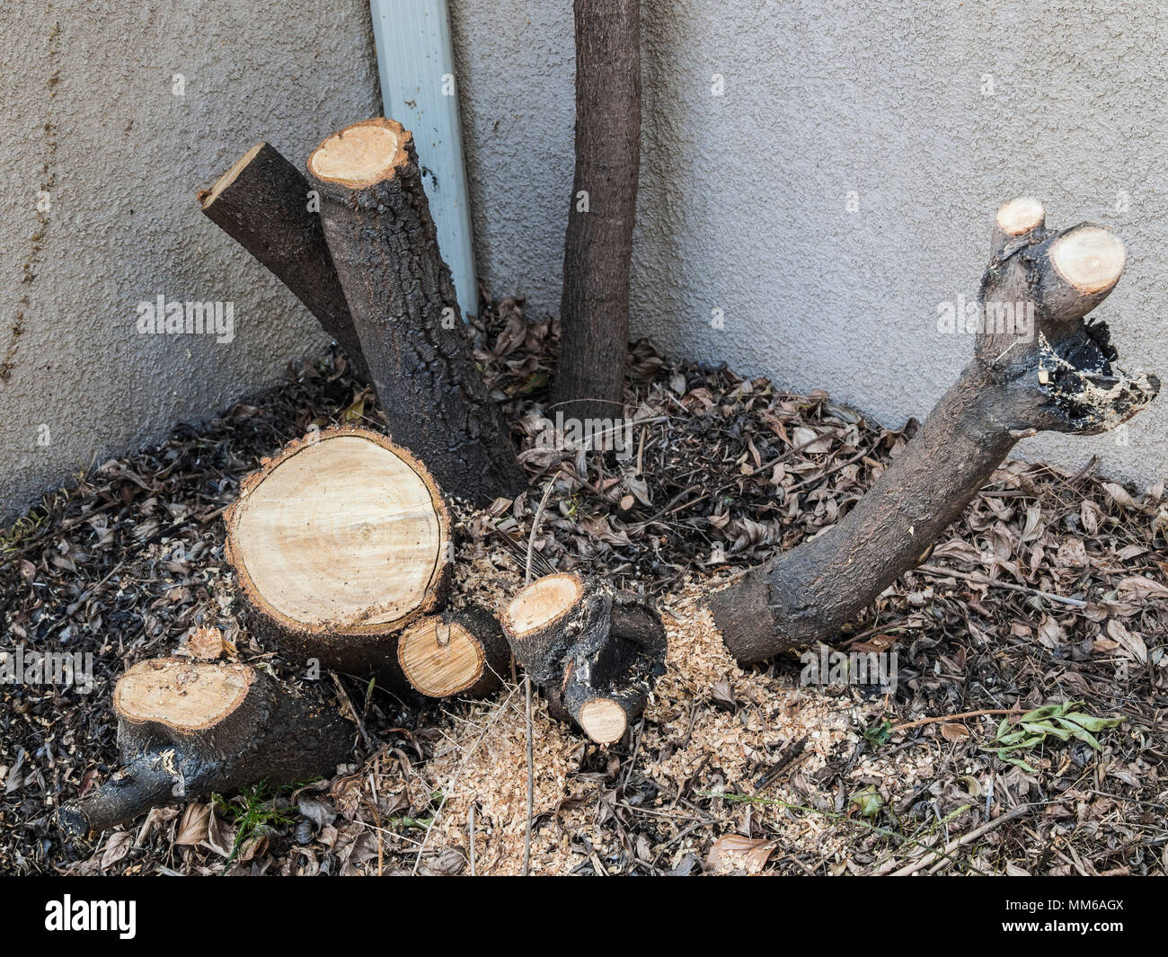 ficus tree stumps Stock Photo - Alamy