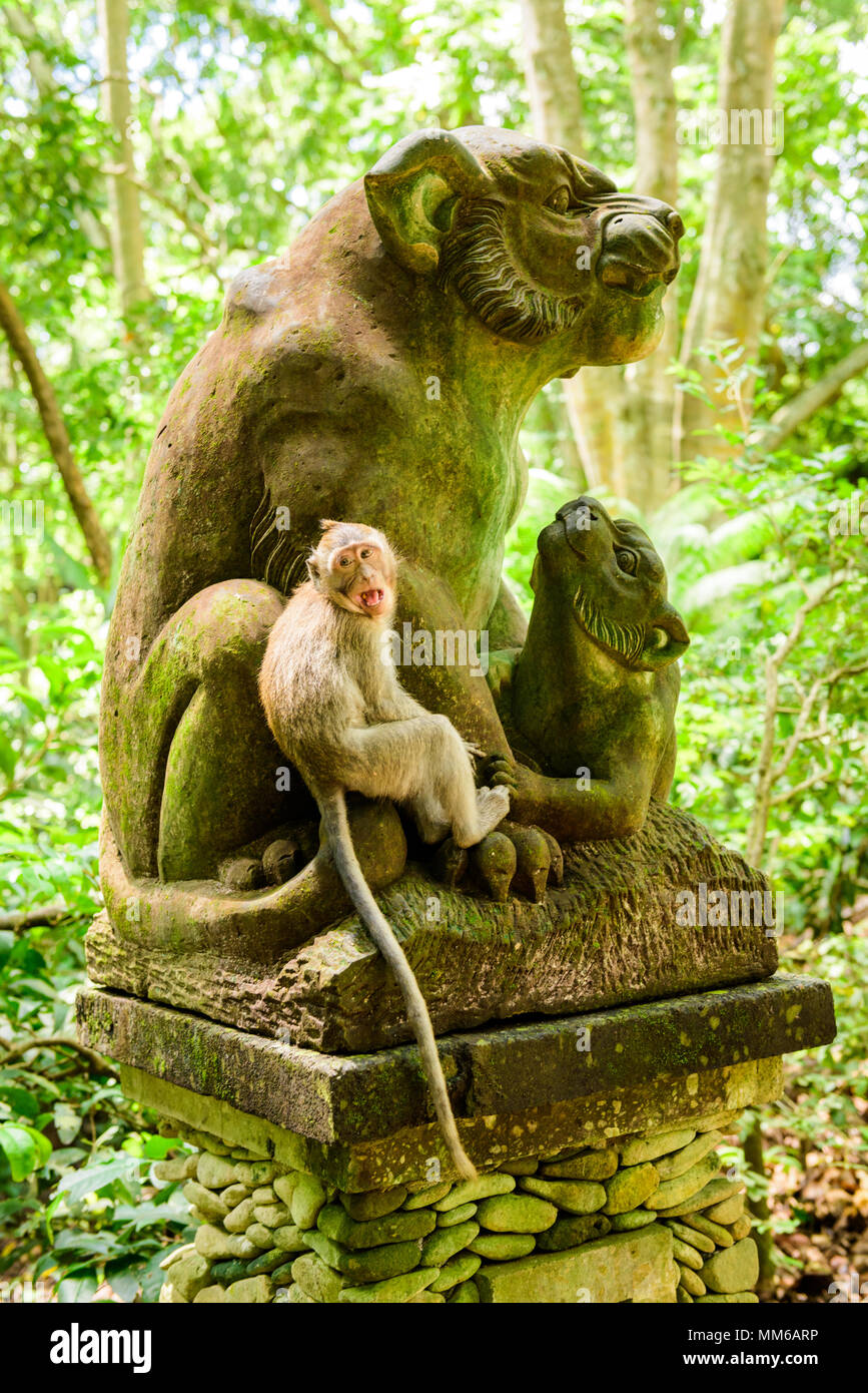 Indonesia primate hi-res stock photography and images - Alamy