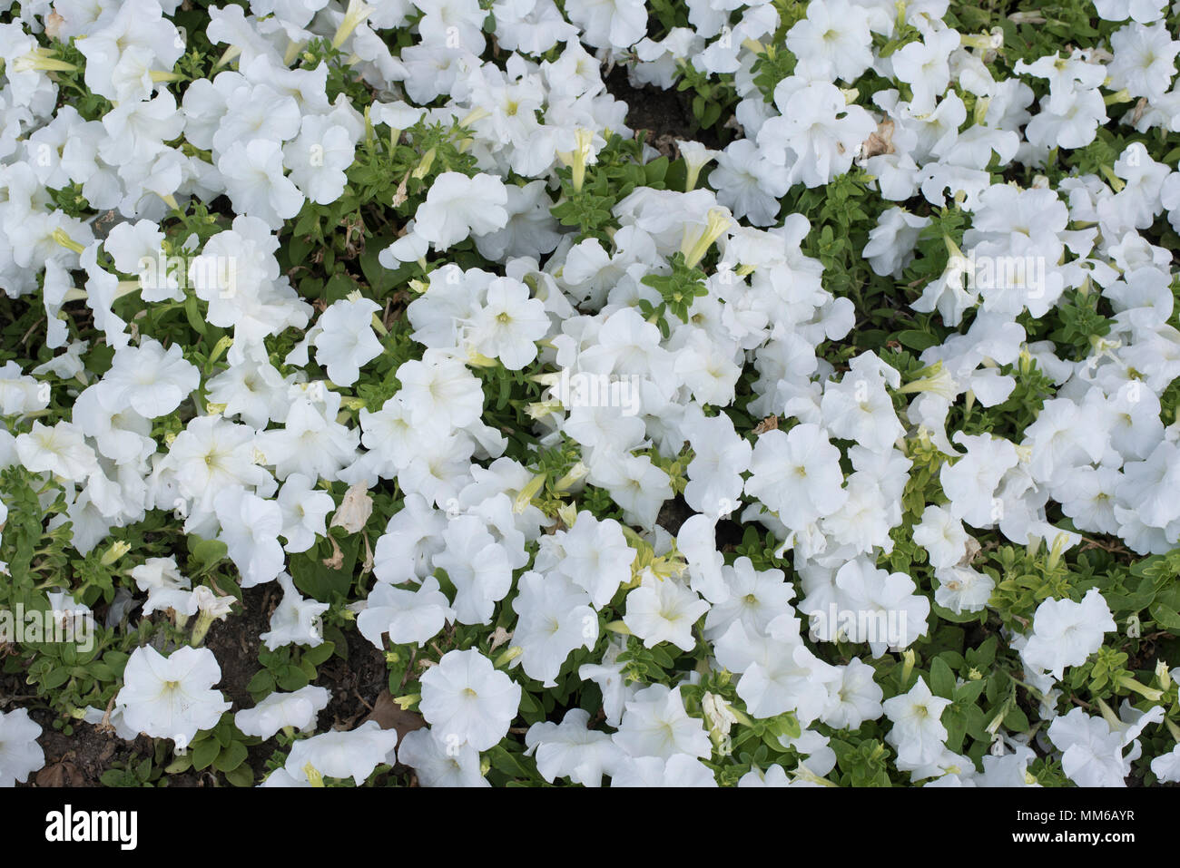 Beautiful large white flowers hi-res stock photography and images - Alamy