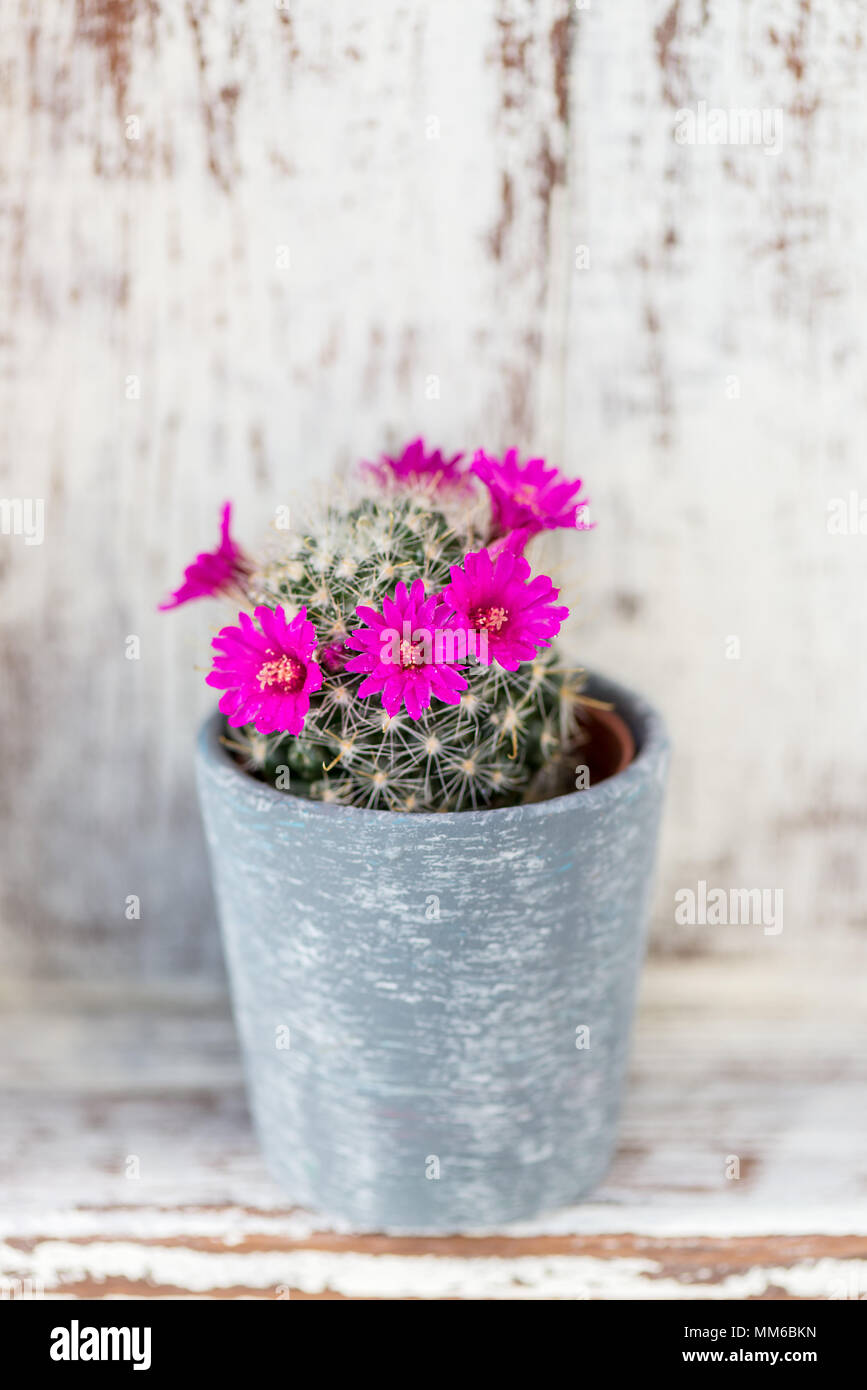 Tiny Cactus with Magenta Blooming Flowers in the Pot on Light ...