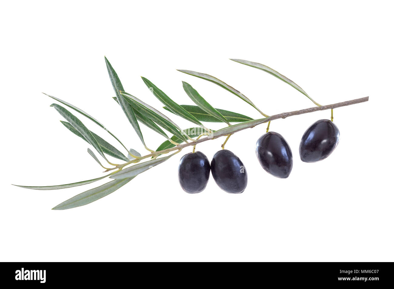 Olive bough hi-res stock photography and images - Alamy