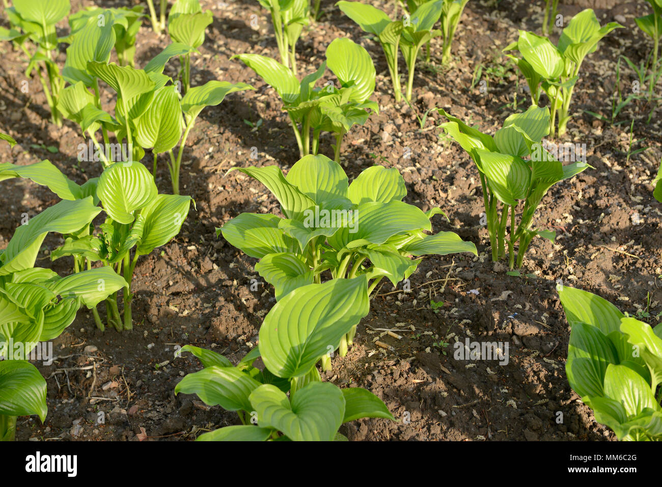Hosta new growth spring hi-res stock photography and images - Alamy