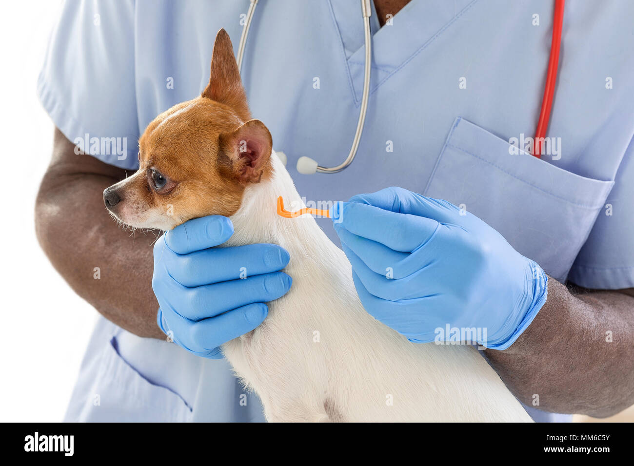 Veterinarian 1 hi-res stock photography and images - Alamy