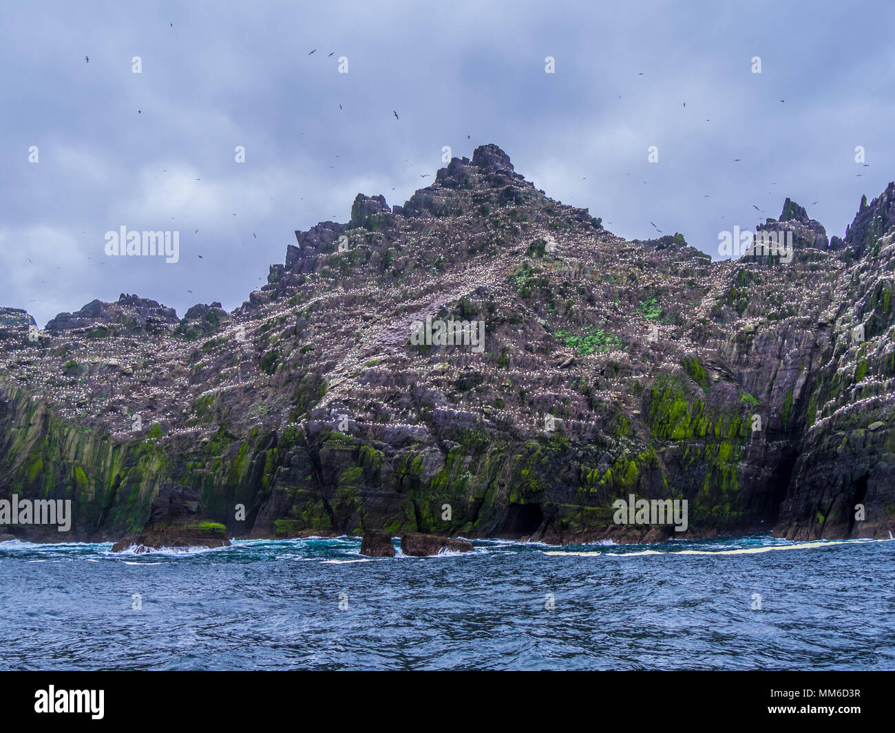 Thousands of birds at Puffin Island - The Skelligs Stock Photo - Alamy