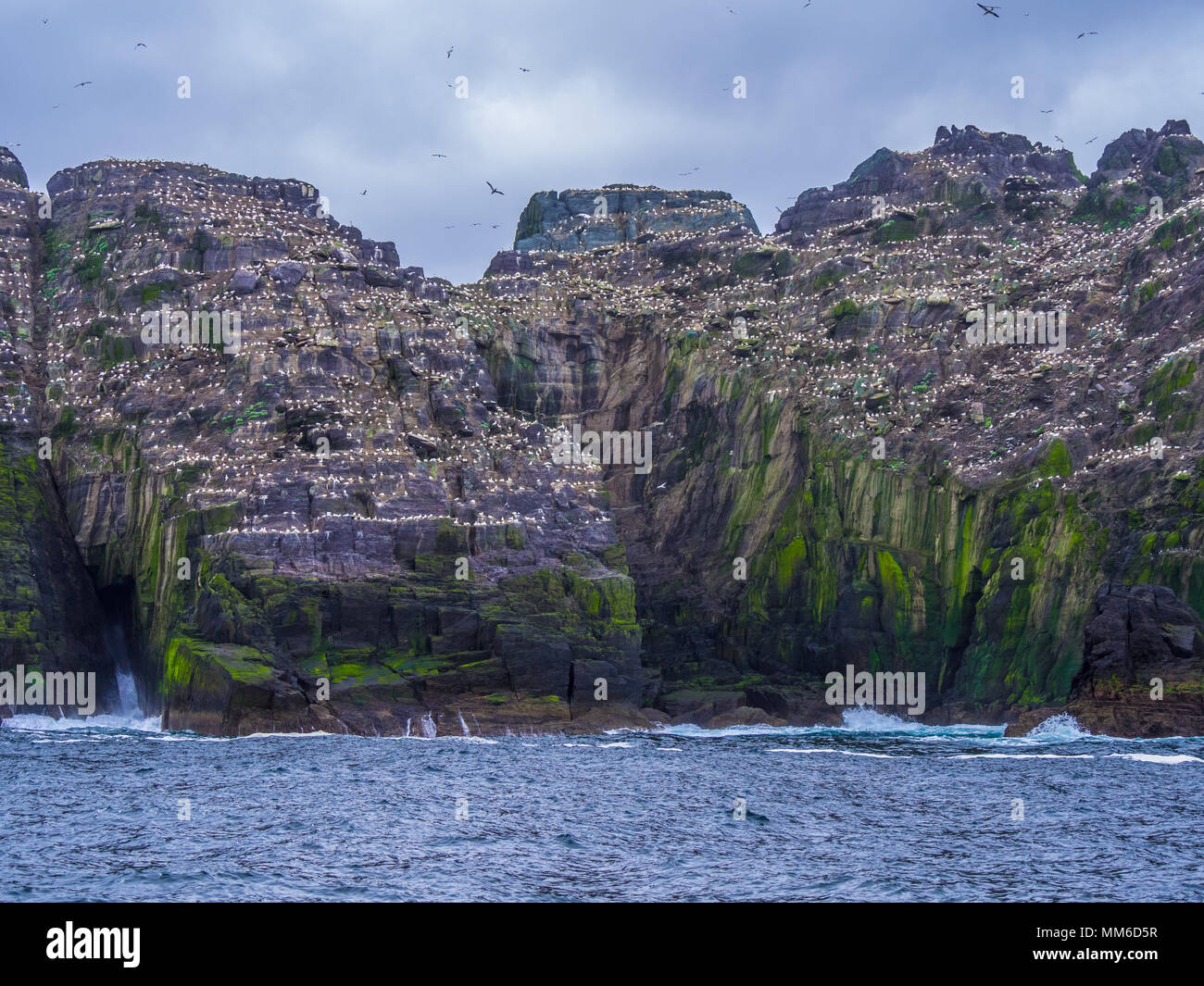 Skelligs ireland birds hi-res stock photography and images - Alamy