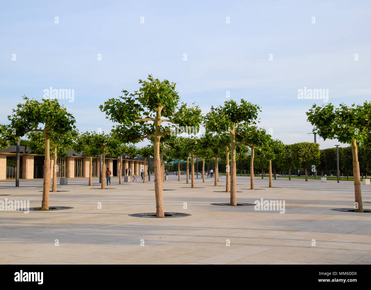 Maple tree with green leaves in the city park. Sidewalk tiles Stock ...