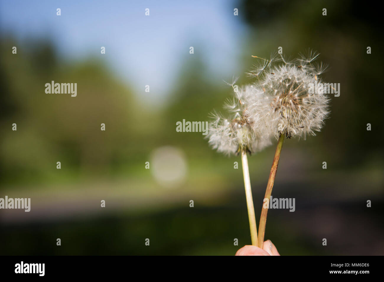 Dandelion blowing hi-res stock photography and images - Alamy