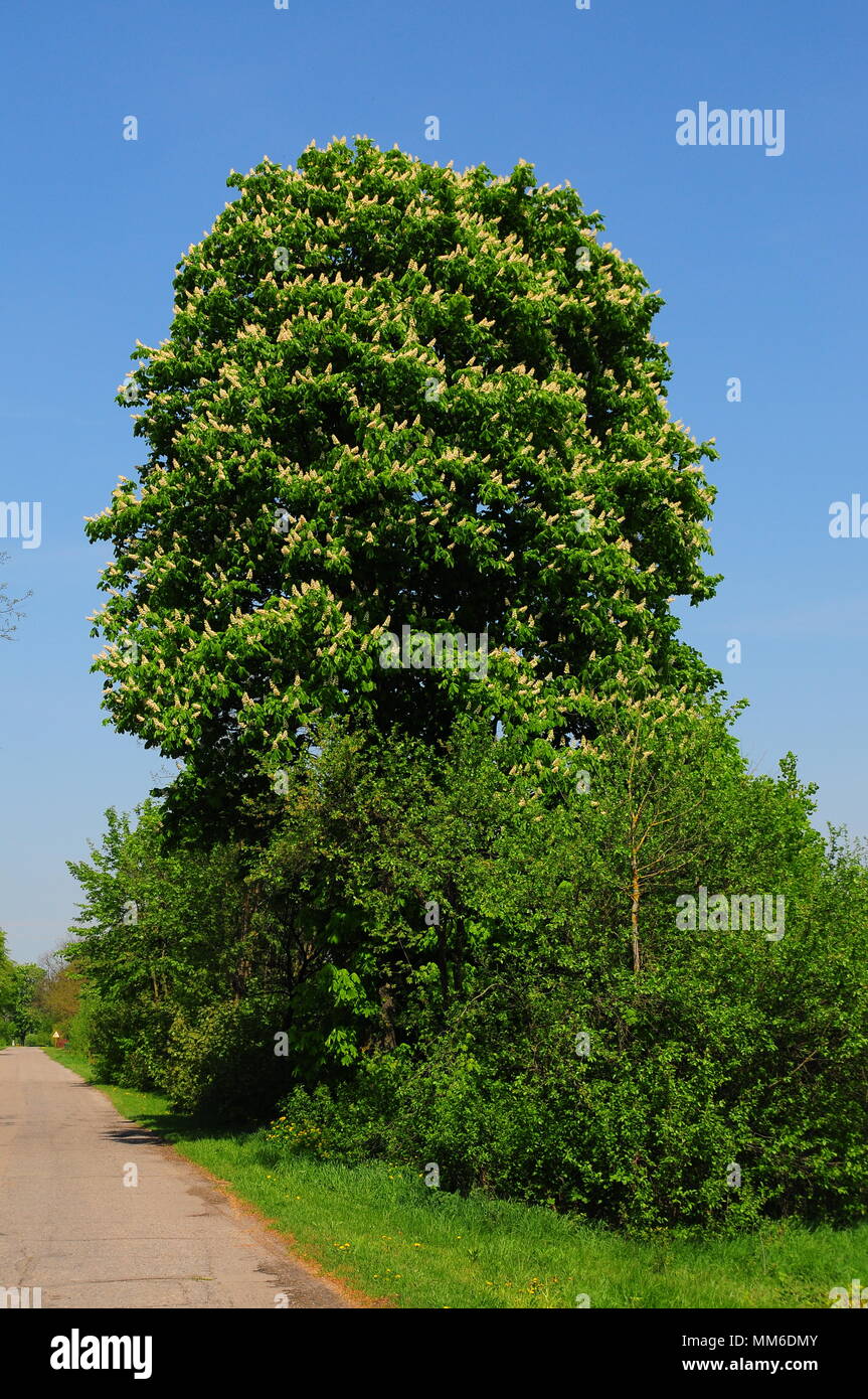 Horse chestnut (conker tree)(Aesculus hippocastanum) tree in blossom ...